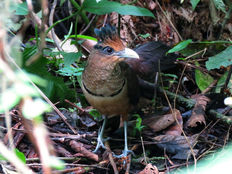 Rufous-vented Ground-Cuckoo - eBird