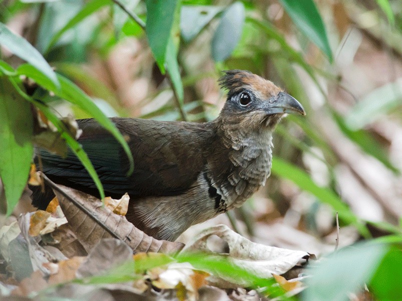 Rufous-vented Ground-Cuckoo - eBird