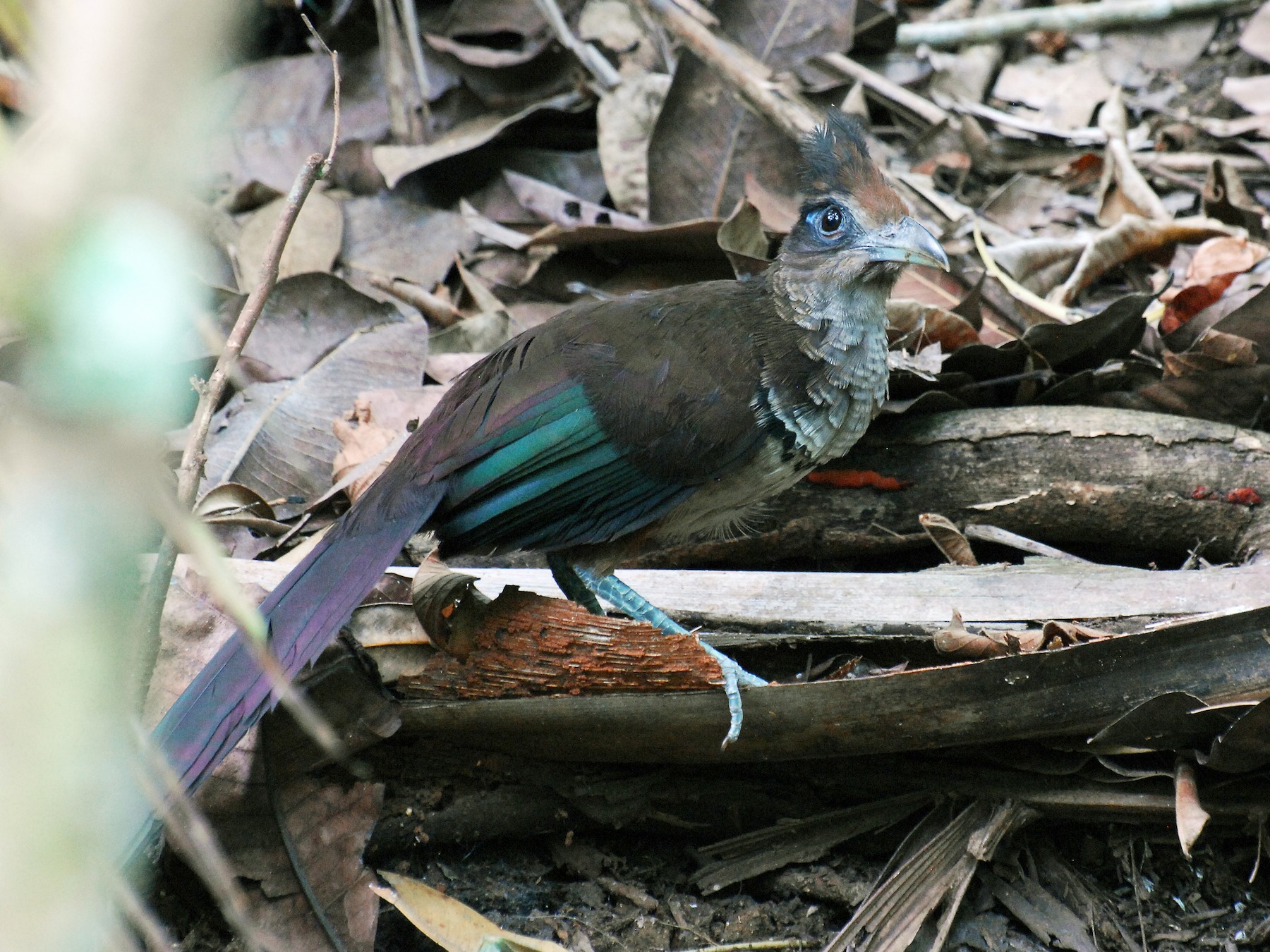Rufous-vented Ground-Cuckoo - eBird