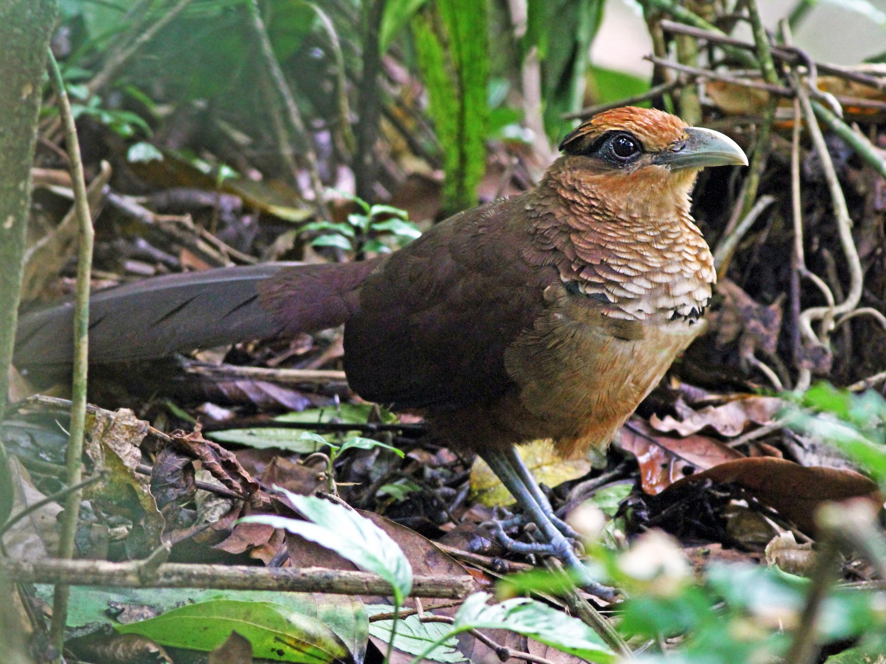 Rufous-vented Ground-Cuckoo - eBird