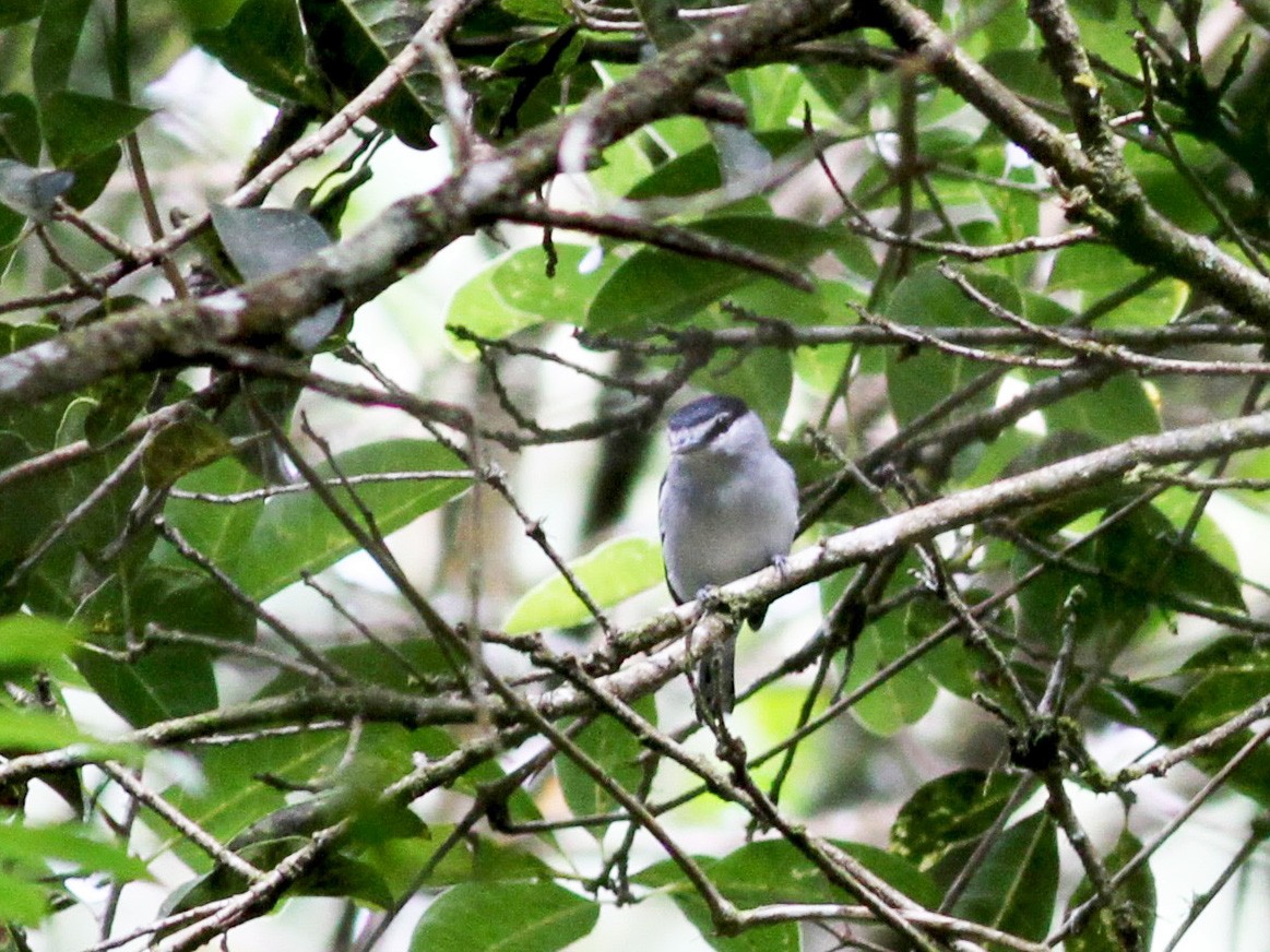 Black-and-white/Cryptic Becard - eBird