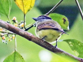 Black-and-white/Cryptic Becard - eBird