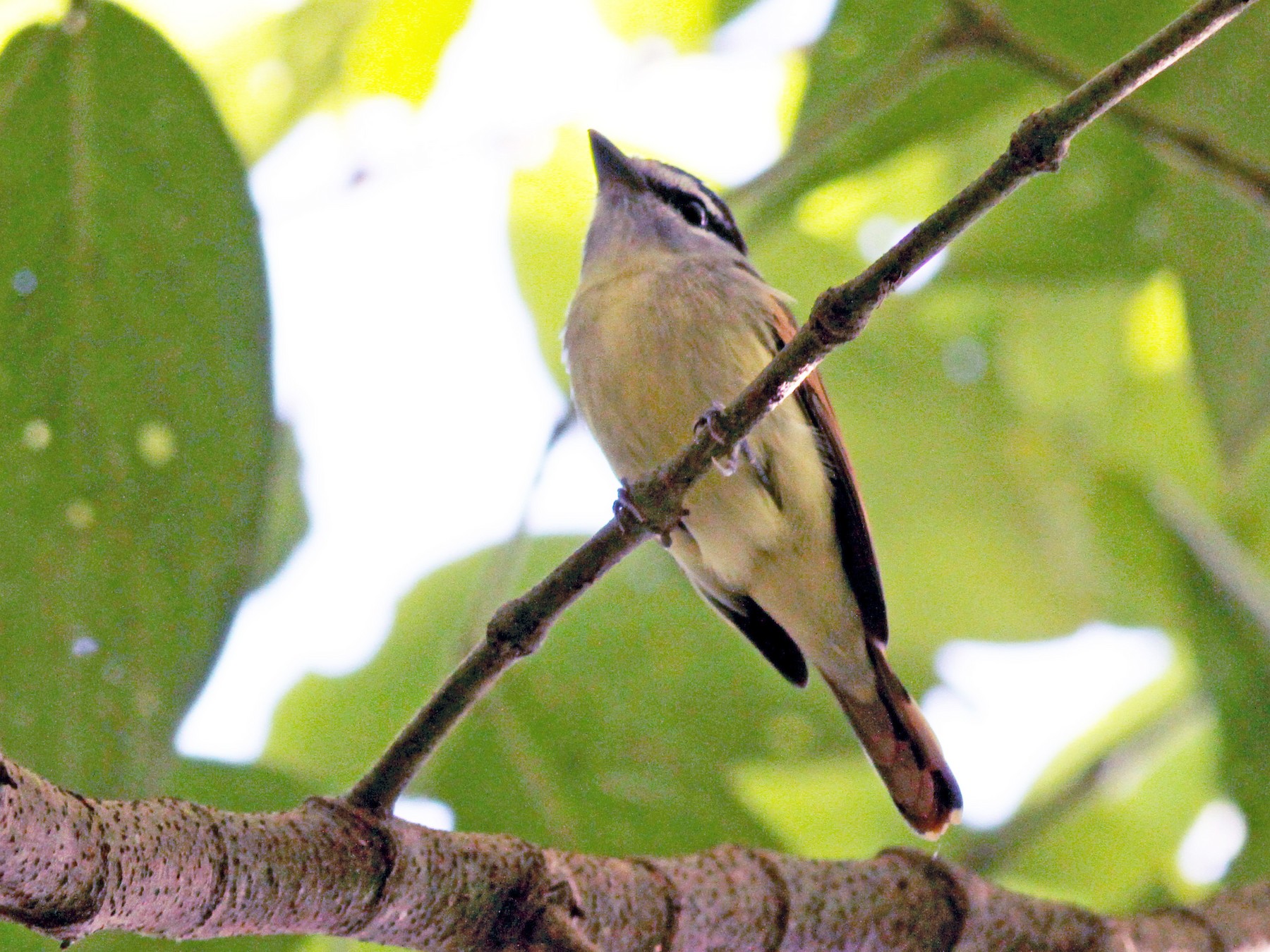 Black-and-white/Cryptic Becard - eBird