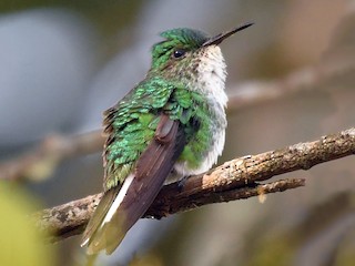 White-tailed Emerald - eBird