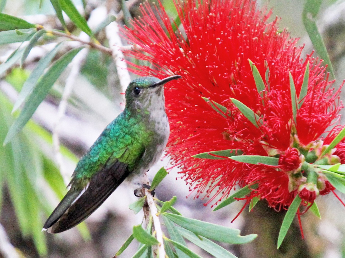White-tailed Emerald - eBird