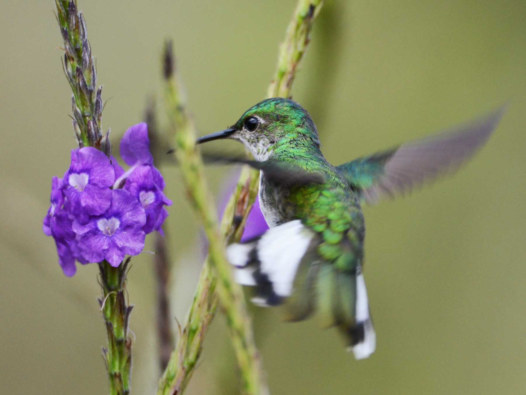 White-tailed Emerald - eBird