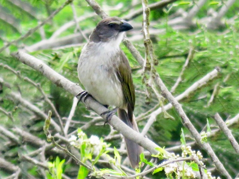Streaked Saltator - eBird