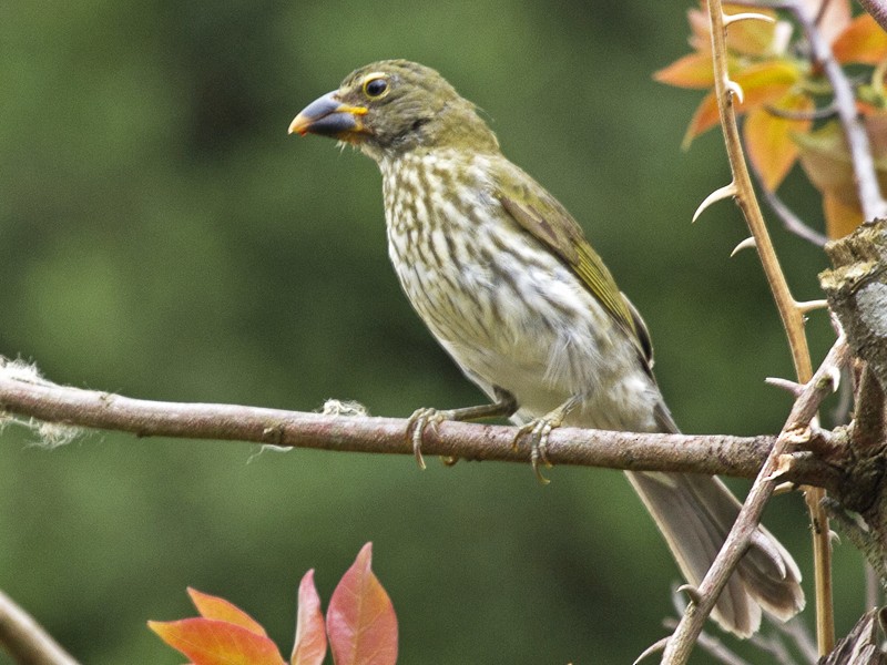 Streaked Saltator - eBird