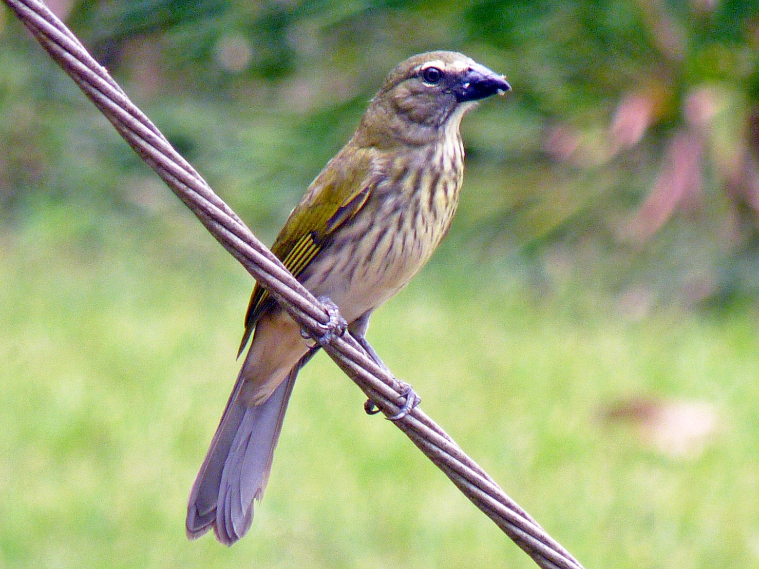 Streaked Saltator - eBird