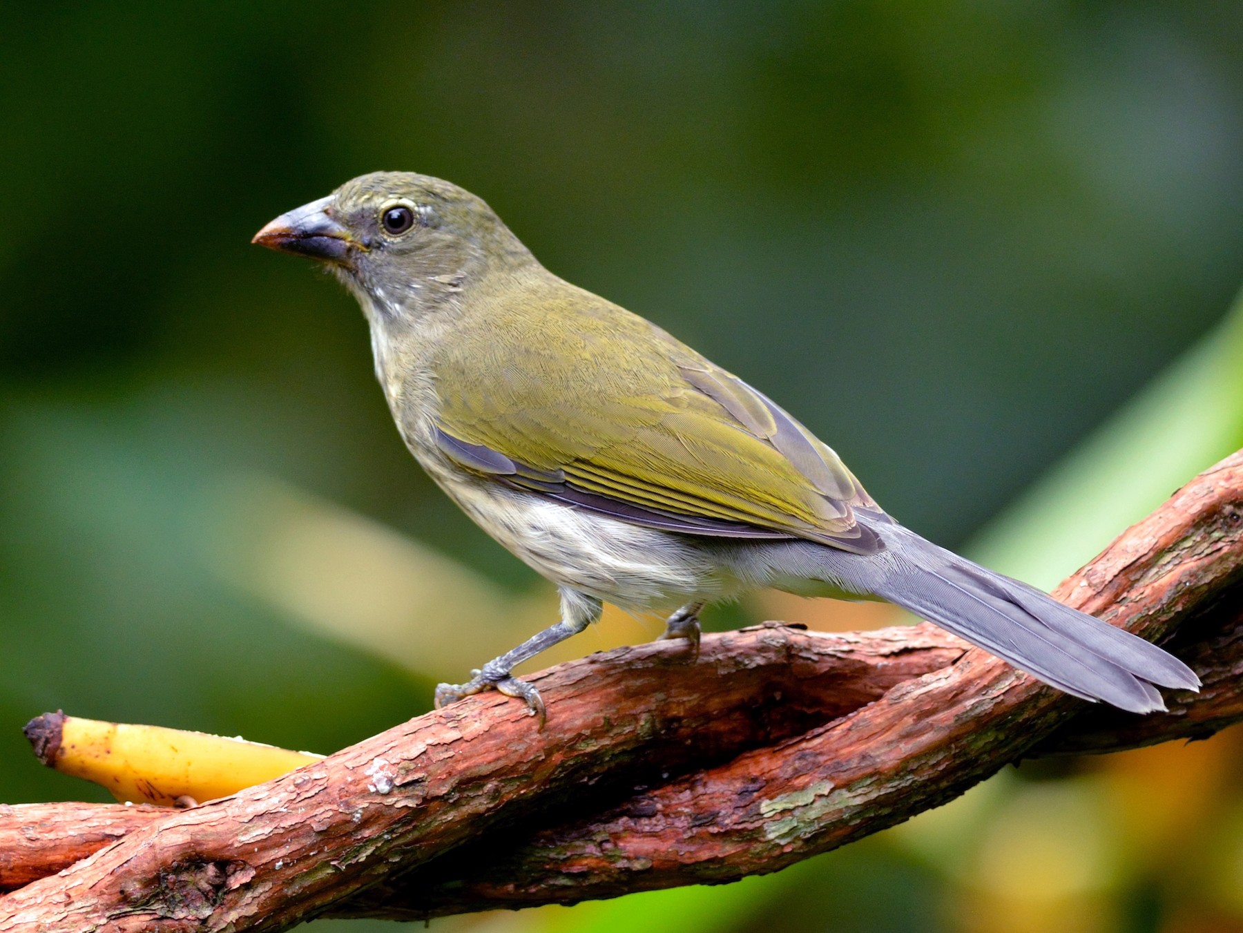 Streaked Saltator - eBird