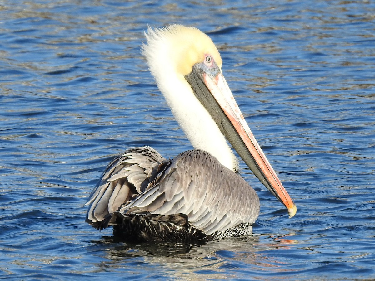 eBird Checklist - 14 Jan 2023 - Rookery Island - 8 species
