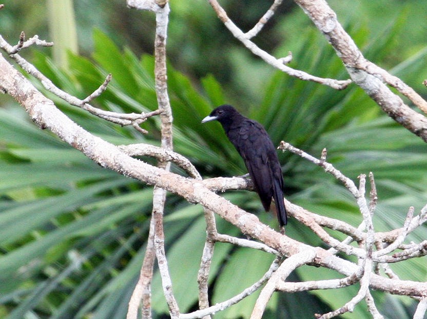 Purple-throated Fruitcrow - eBird