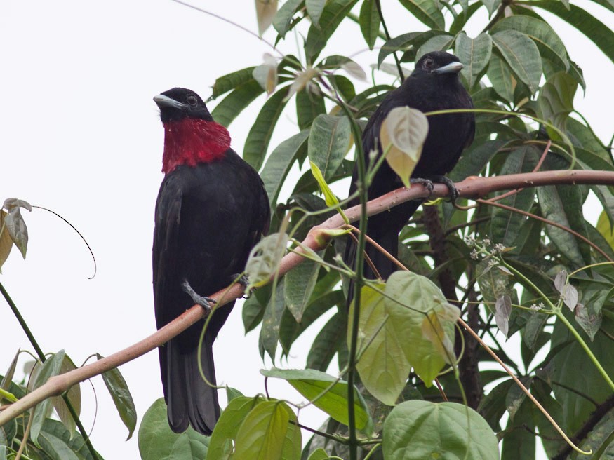 Purple-throated Fruitcrow - eBird