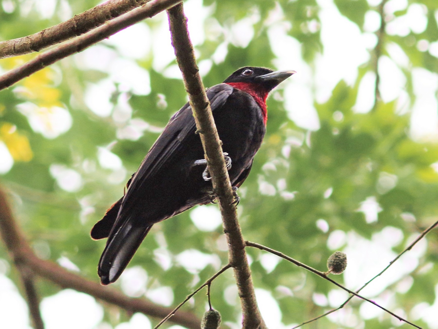Purple-throated Fruitcrow - eBird
