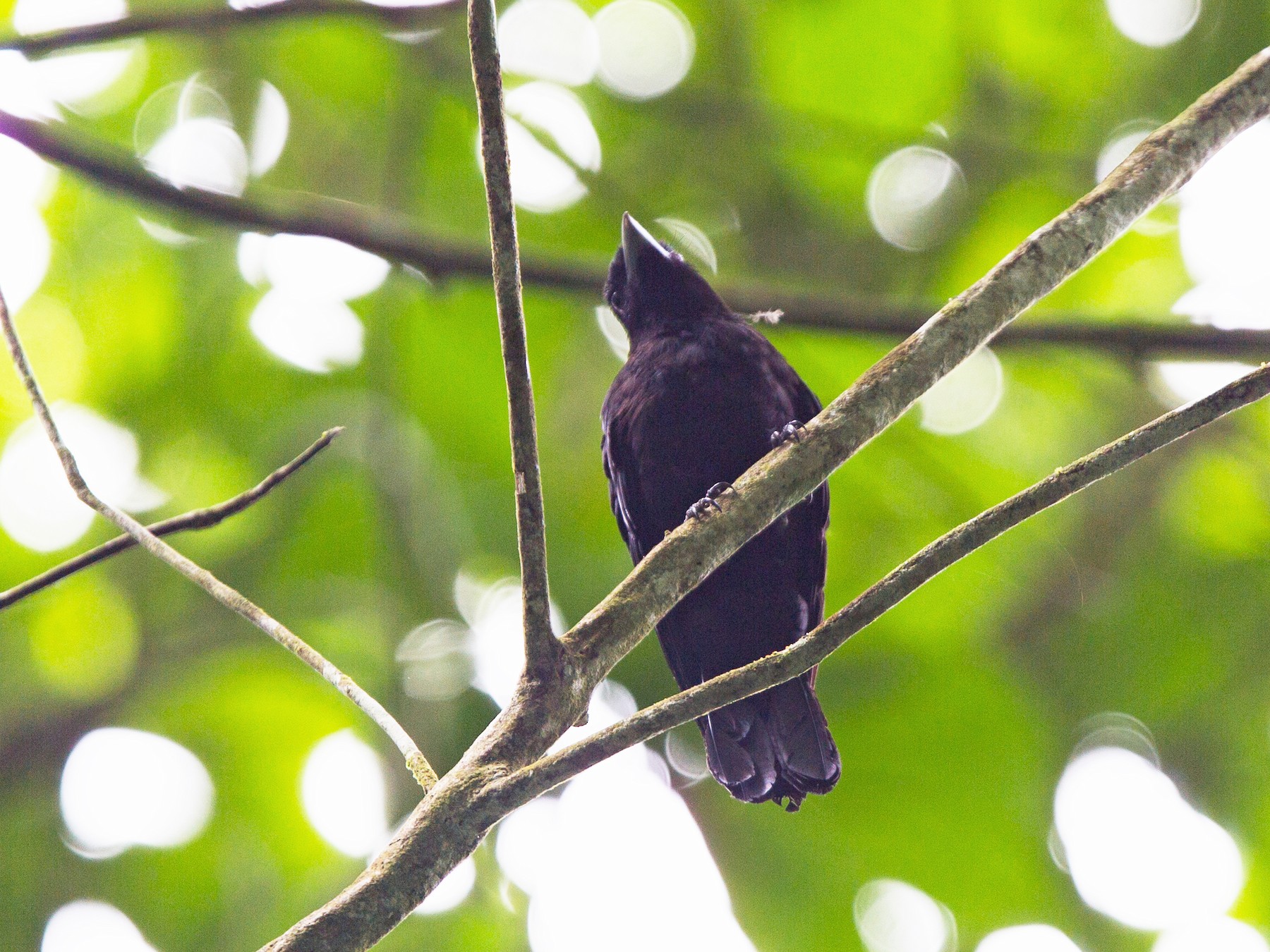 Purple-throated Fruitcrow - eBird