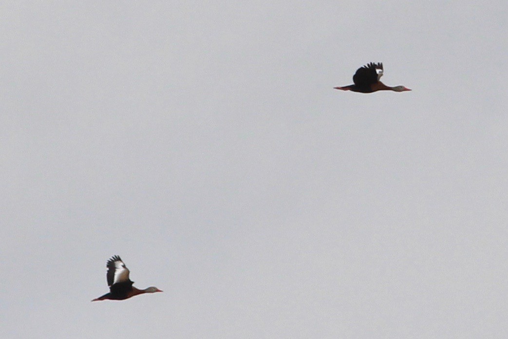 eBird Checklist - 29 Mar 2017 - LA: WBR Par.; W of Carey (restricted ...