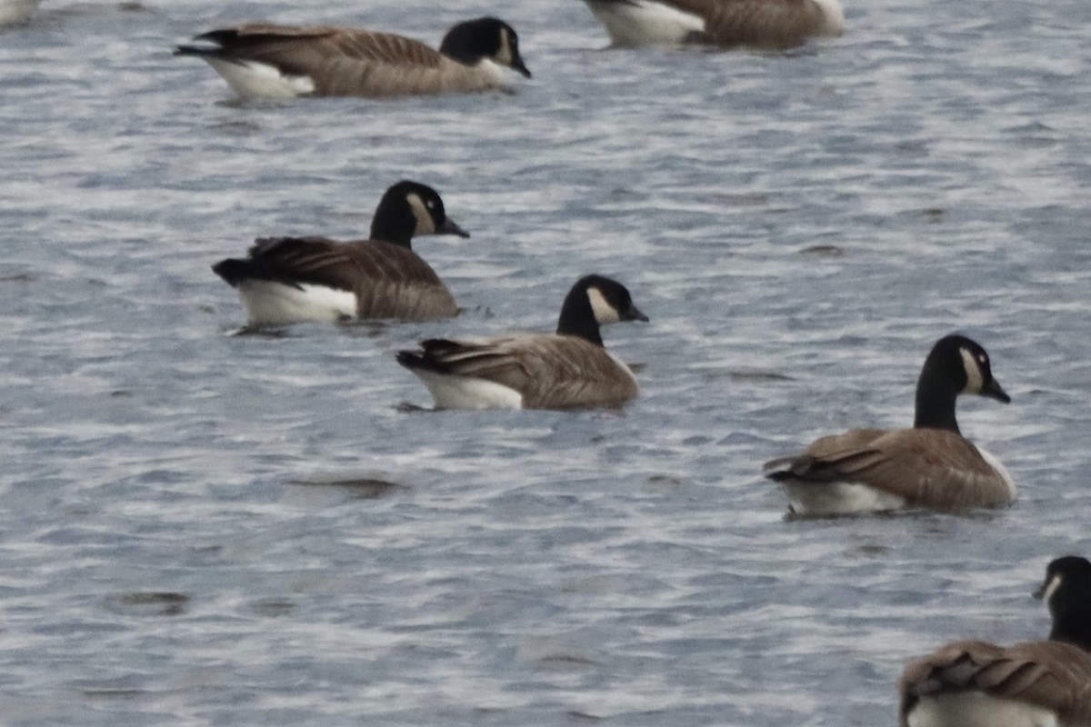 eBird Checklist - 26 Jan 2023 - Wallkill River NWR--Liberty Marsh ...