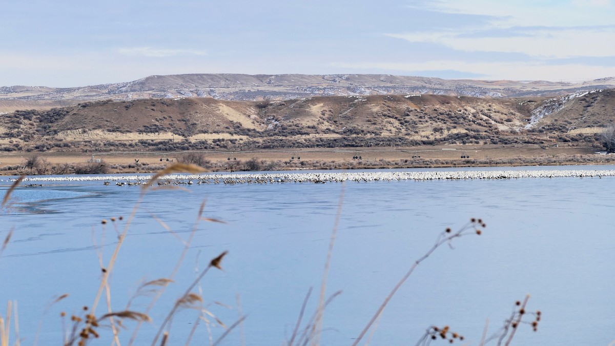 eBird Checklist - 26 Jan 2023 - CJ Strike WMA--Jack's Creek - 3 species