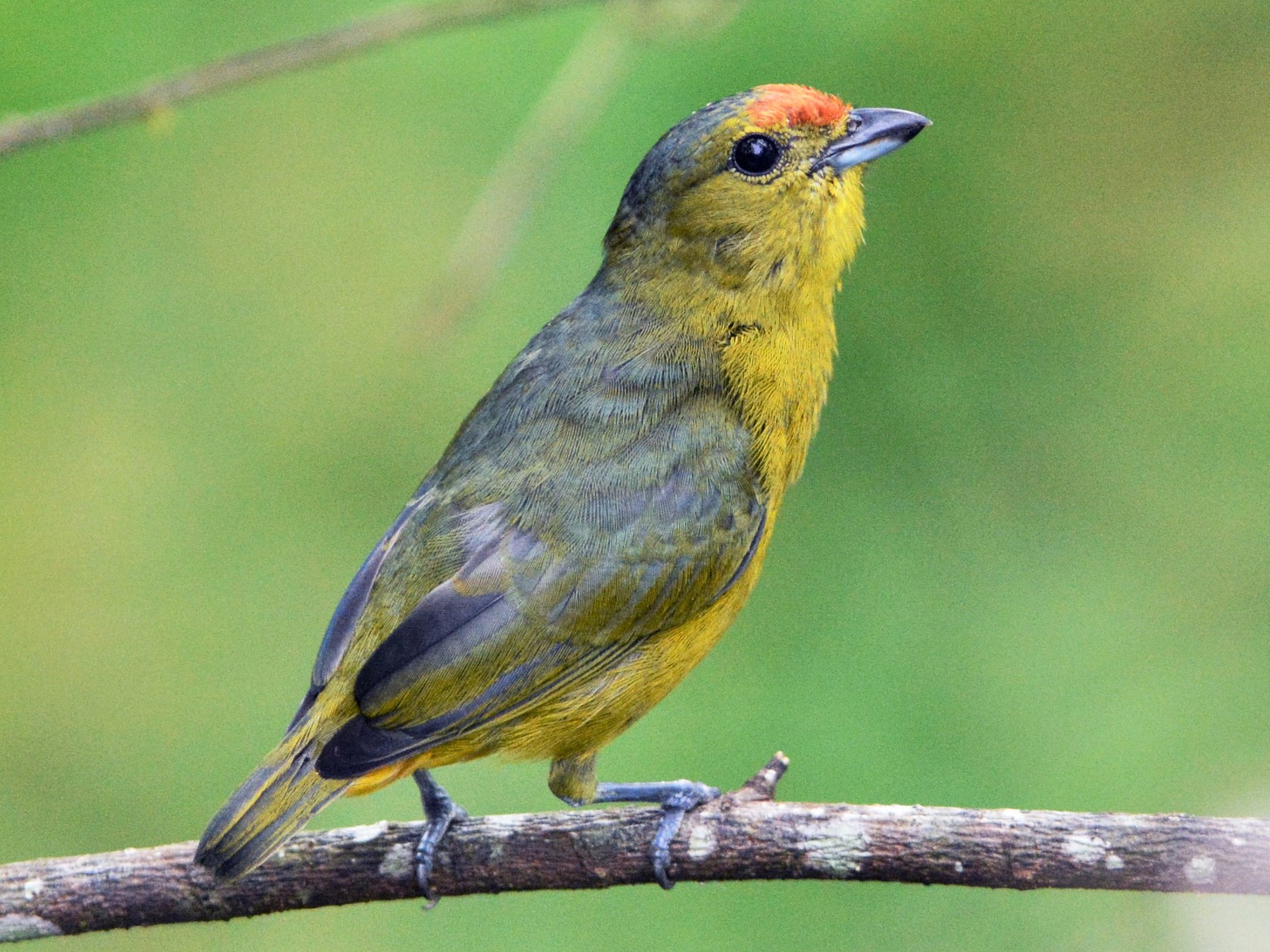 Spot-crowned Euphonia - eBird