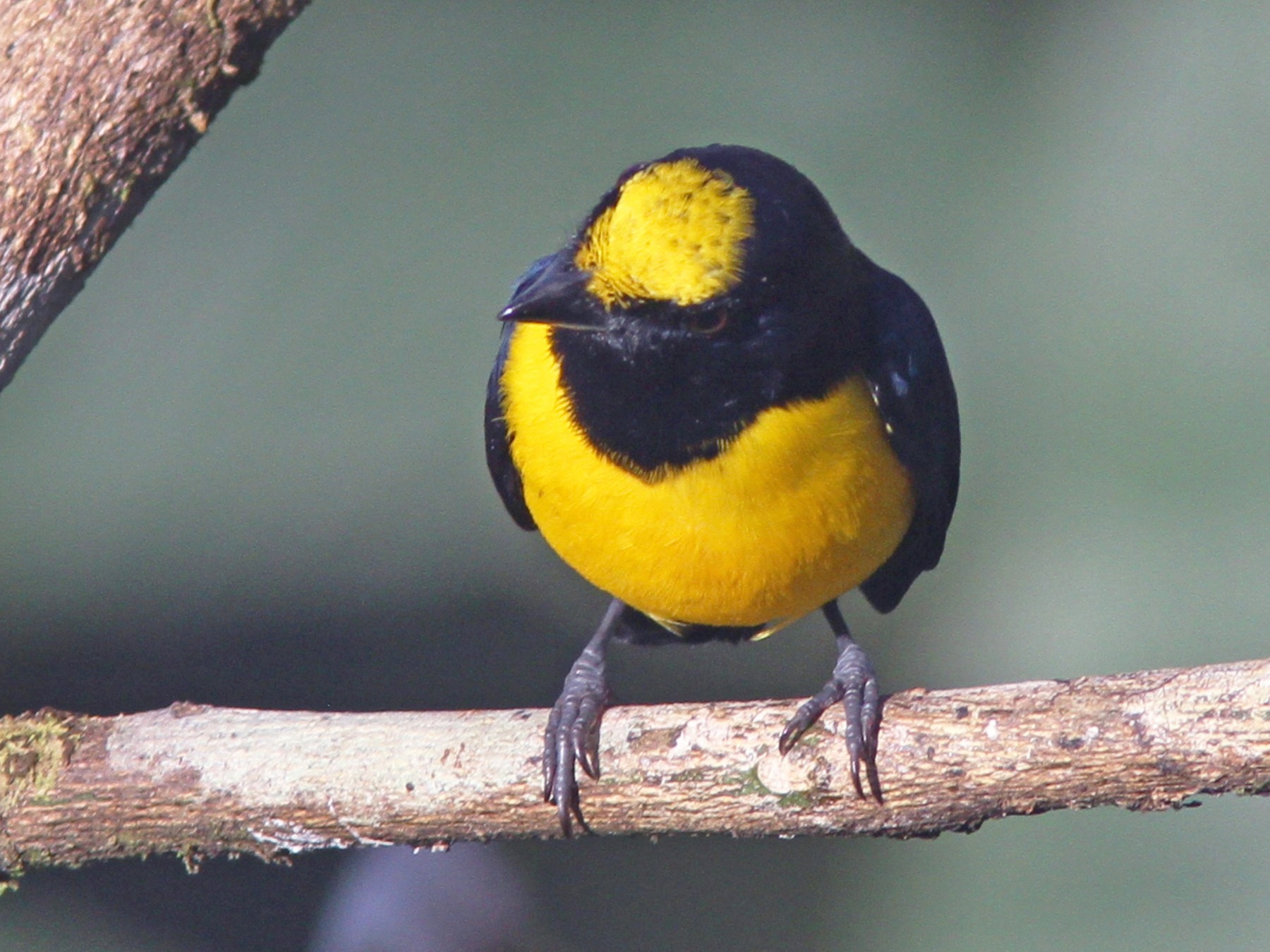 Spot-crowned Euphonia - eBird