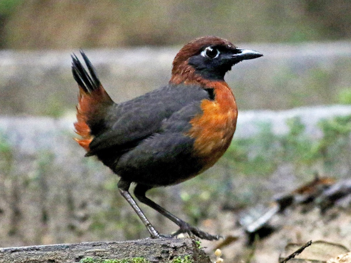 Rufous-breasted Antthrush - Formicarius rufipectus - Birds of the World
