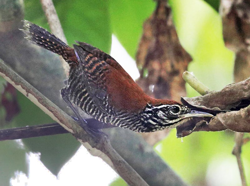 Riverside Wren - eBird