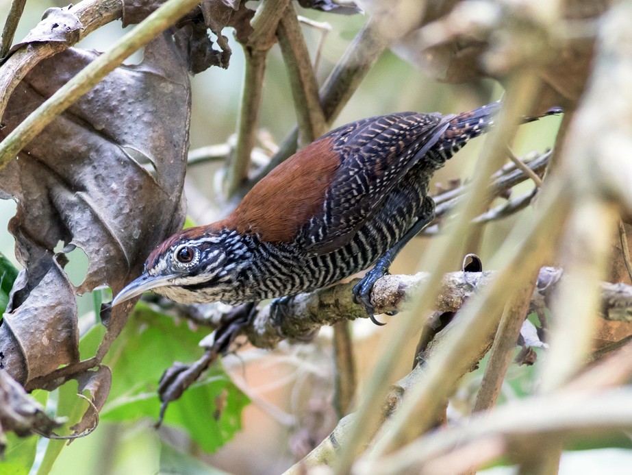 Riverside Wren - eBird