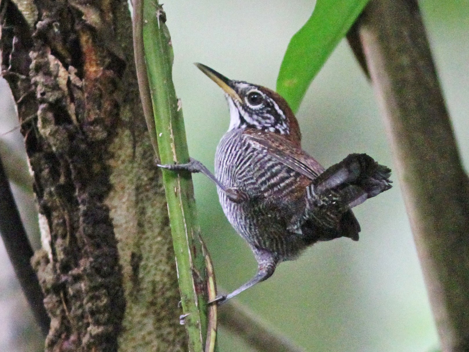Riverside Wren - eBird
