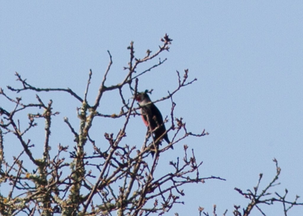 eBird Checklist - 26 Jan 2023 - Nagasawa Park, Santa Rosa - 30 species ...