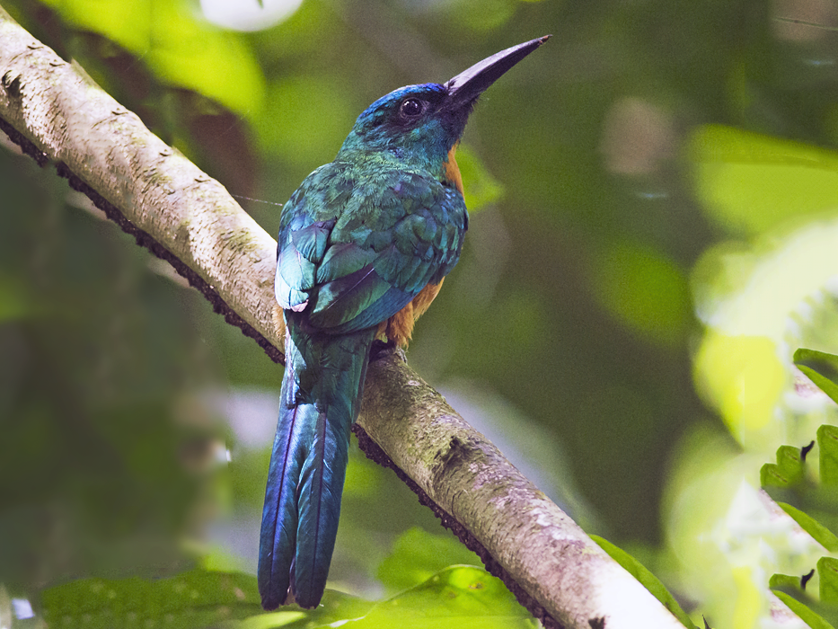 Great Jacamar - eBird