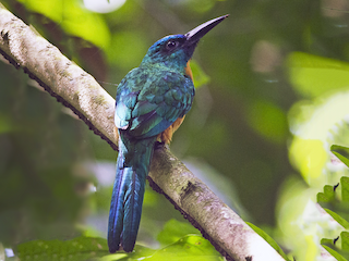 Great Jacamar - eBird