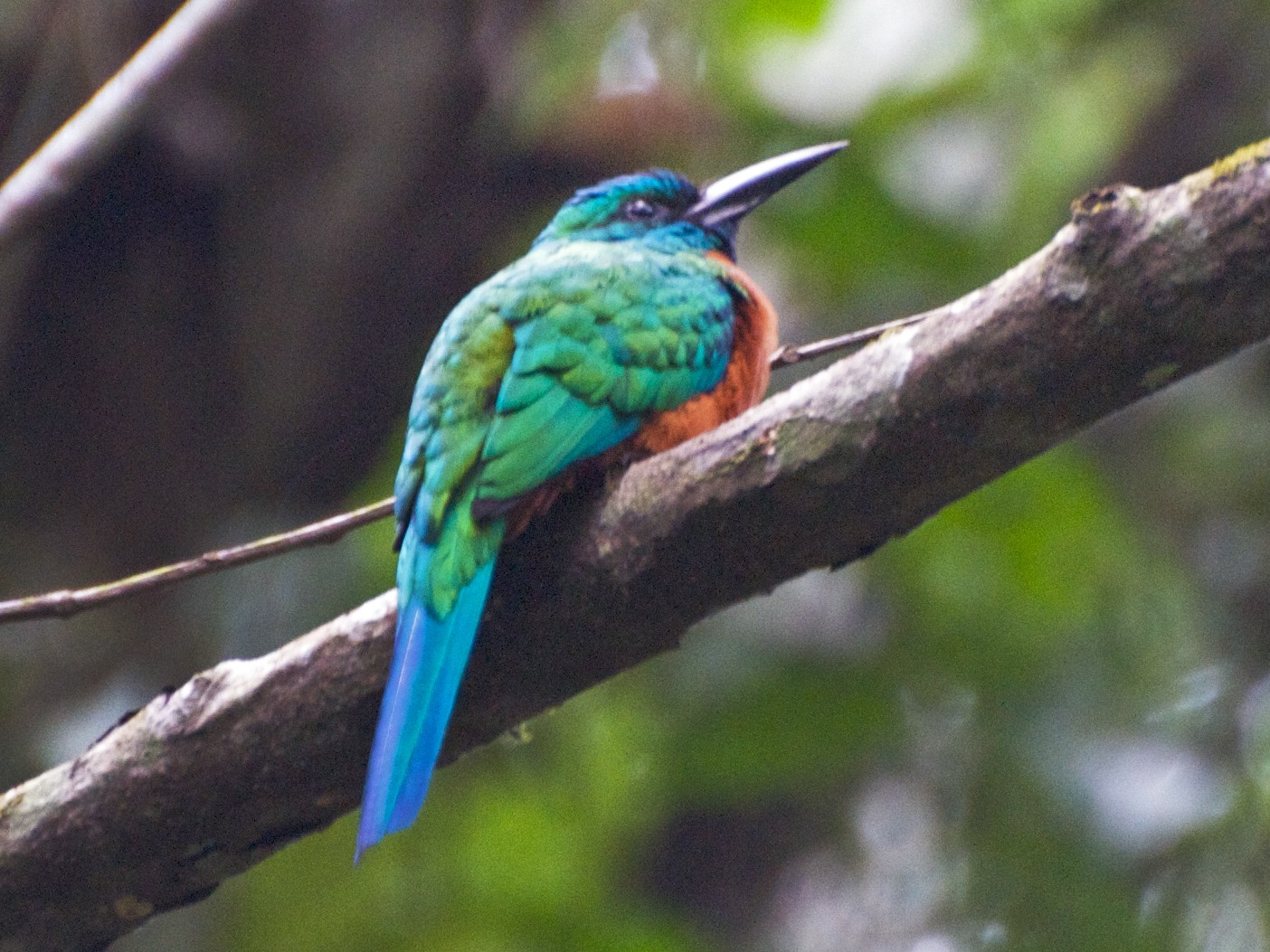 Great Jacamar - eBird