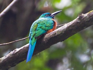 Great Jacamar - eBird