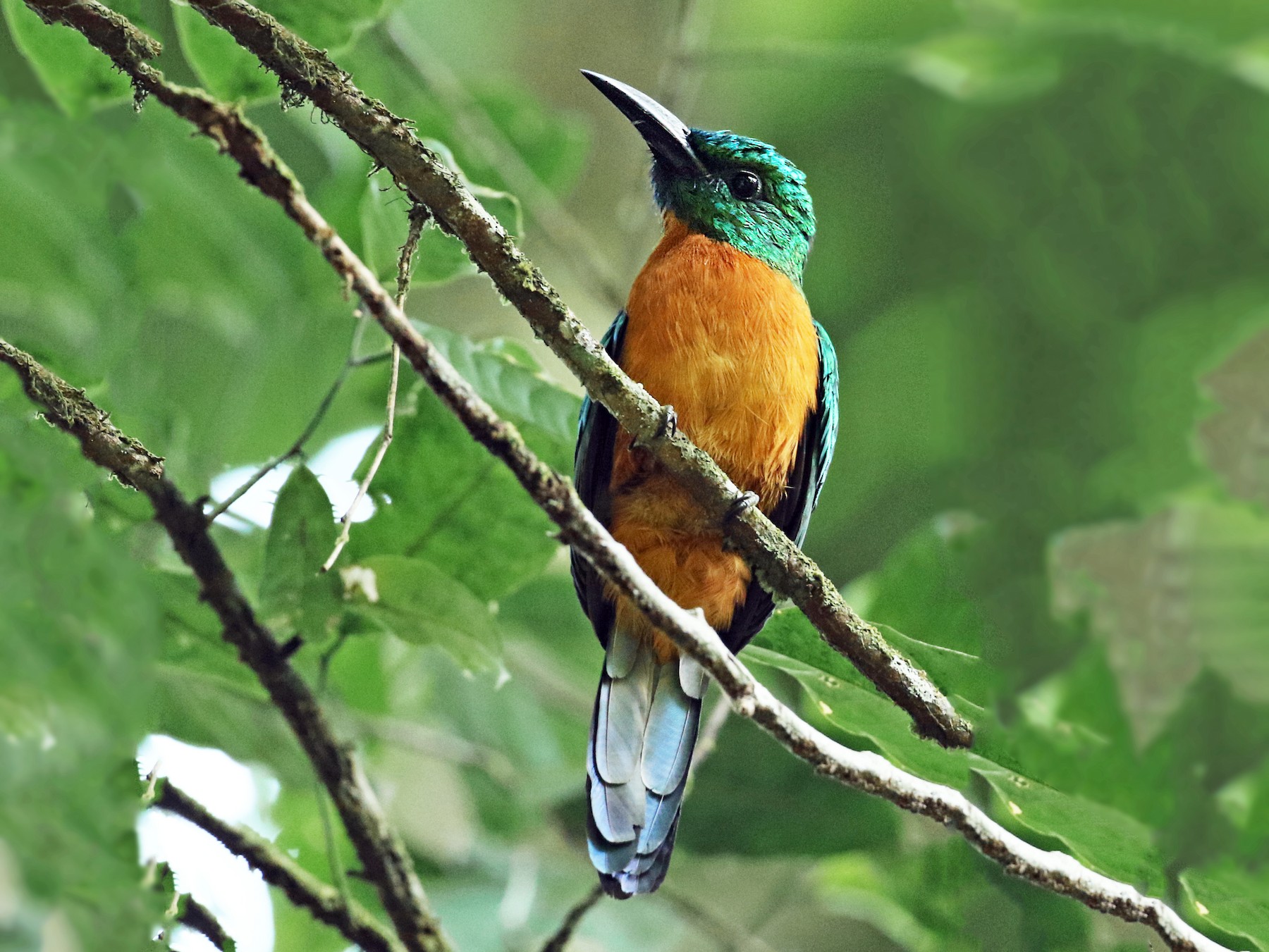 Great Jacamar - eBird