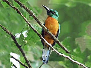 Great Jacamar - eBird