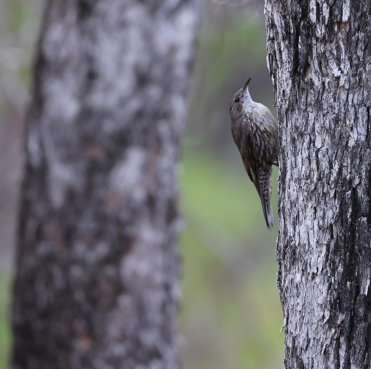 eBird Checklist - 27 Jan 2023 - Western Creek State Forest--Dunmore Rd ...