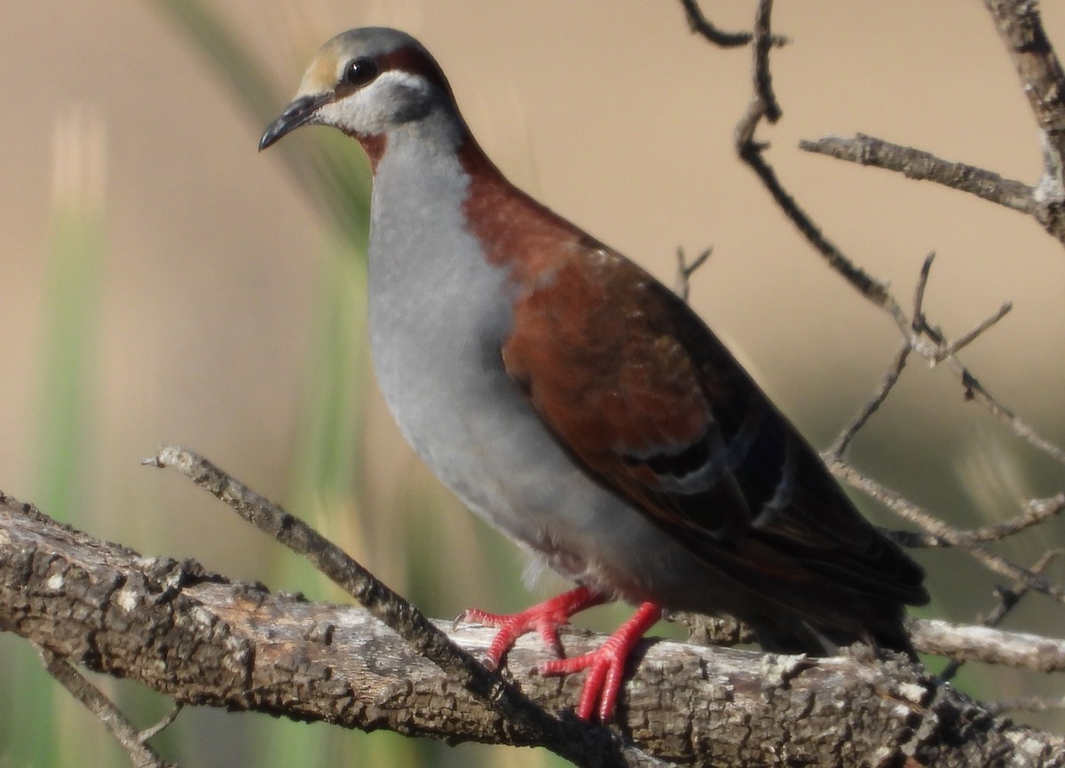 eBird Checklist - 27 Jan 2023 - Piccaninnie Ponds Conservation Park ...