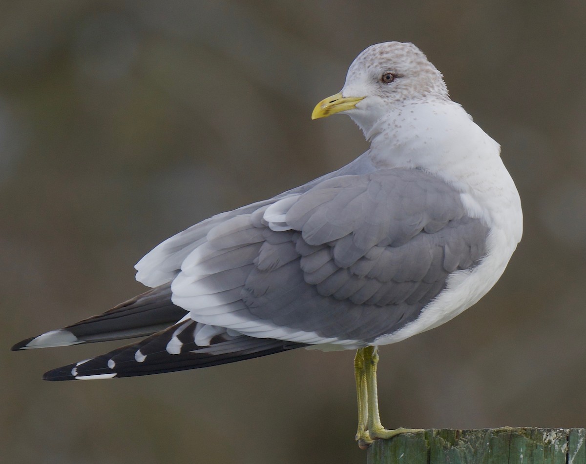 Common Gull - Larus canus - Media Search - Macaulay Library and eBird