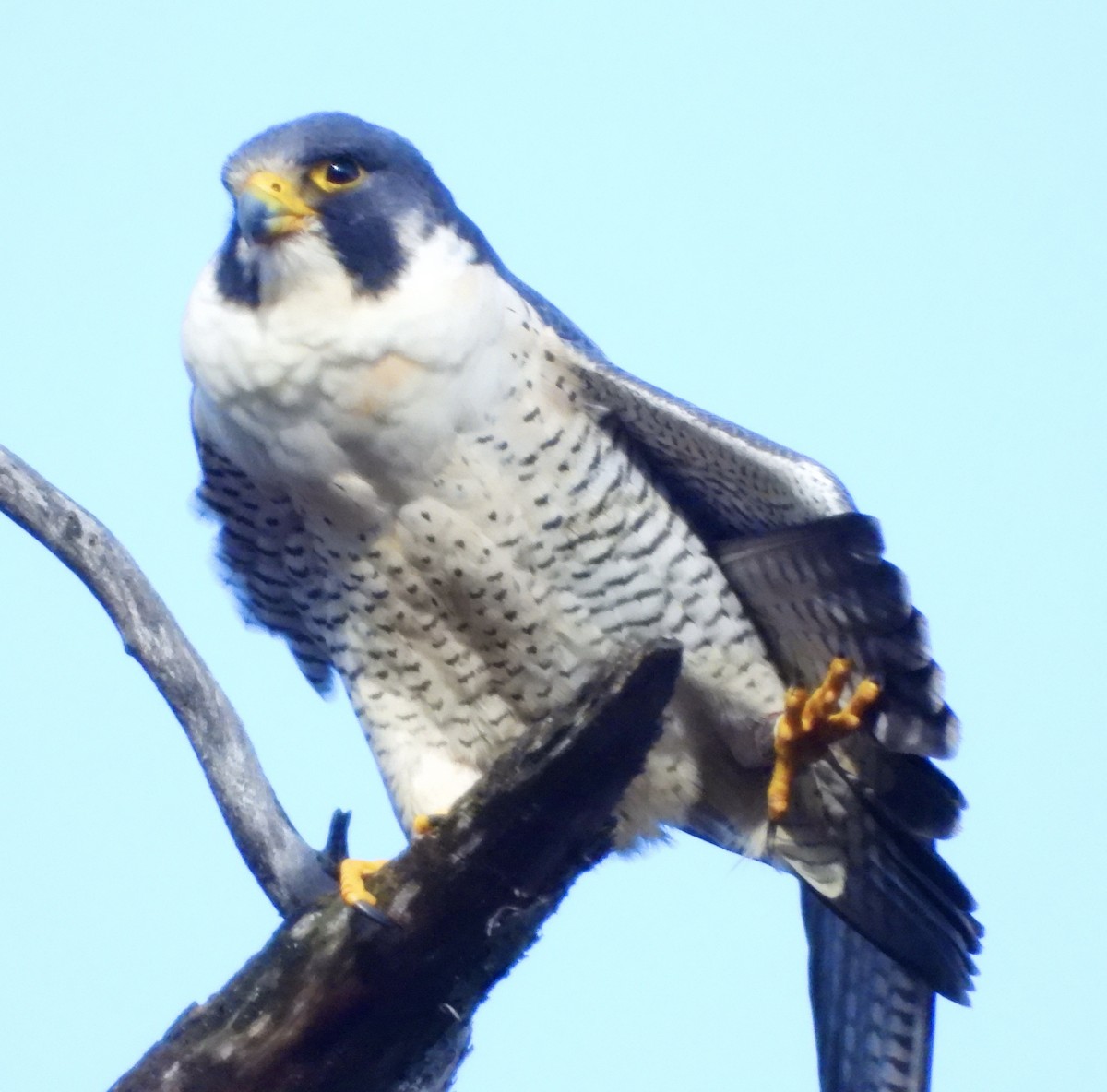eBird Checklist - 26 Jan 2023 - Mt. Feake Cemetery - 2 species