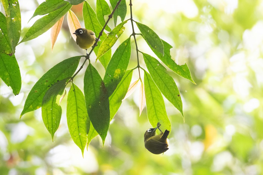 Capped White-eye (Oya Tabu) - eBird