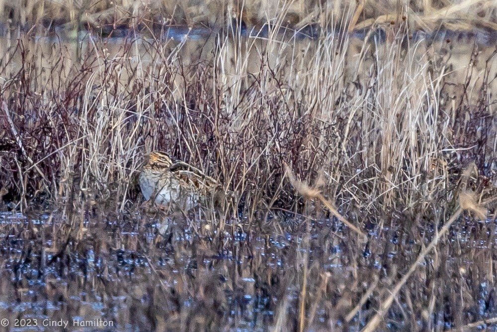 eBird Checklist - 27 Jan 2023 - **Back Bay NWR - 36 species (+1 other taxa)