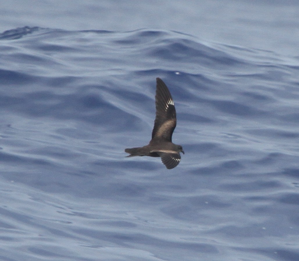 Matsudaira's Storm-Petrel - Hydrobates matsudairae - Birds of the World