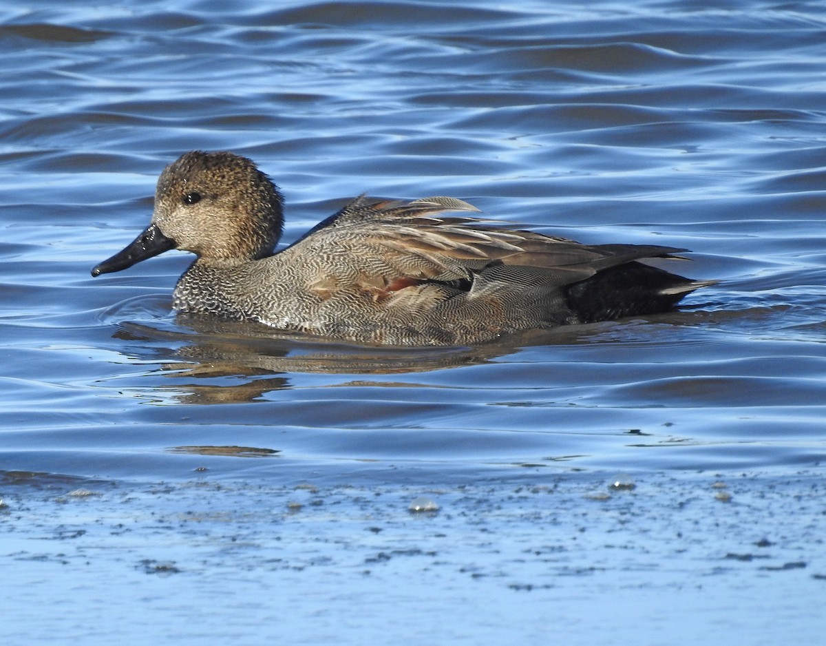 eBird Checklist - 27 Jan 2023 - Parker River NWR - 28 species