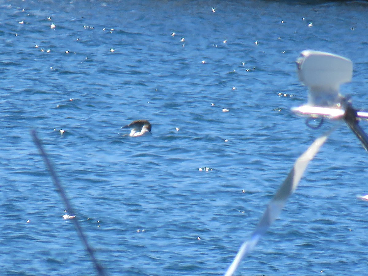 eBird Checklist - 27 Jan 2023 - Quivira Point - 9 species