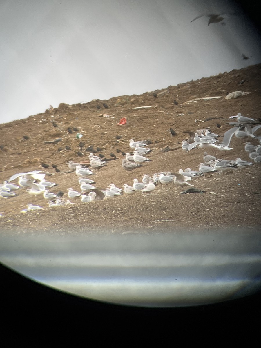 eBird Checklist - 27 Jan 2023 - SE Chester Co. Refuse Authority (SECCRA ...