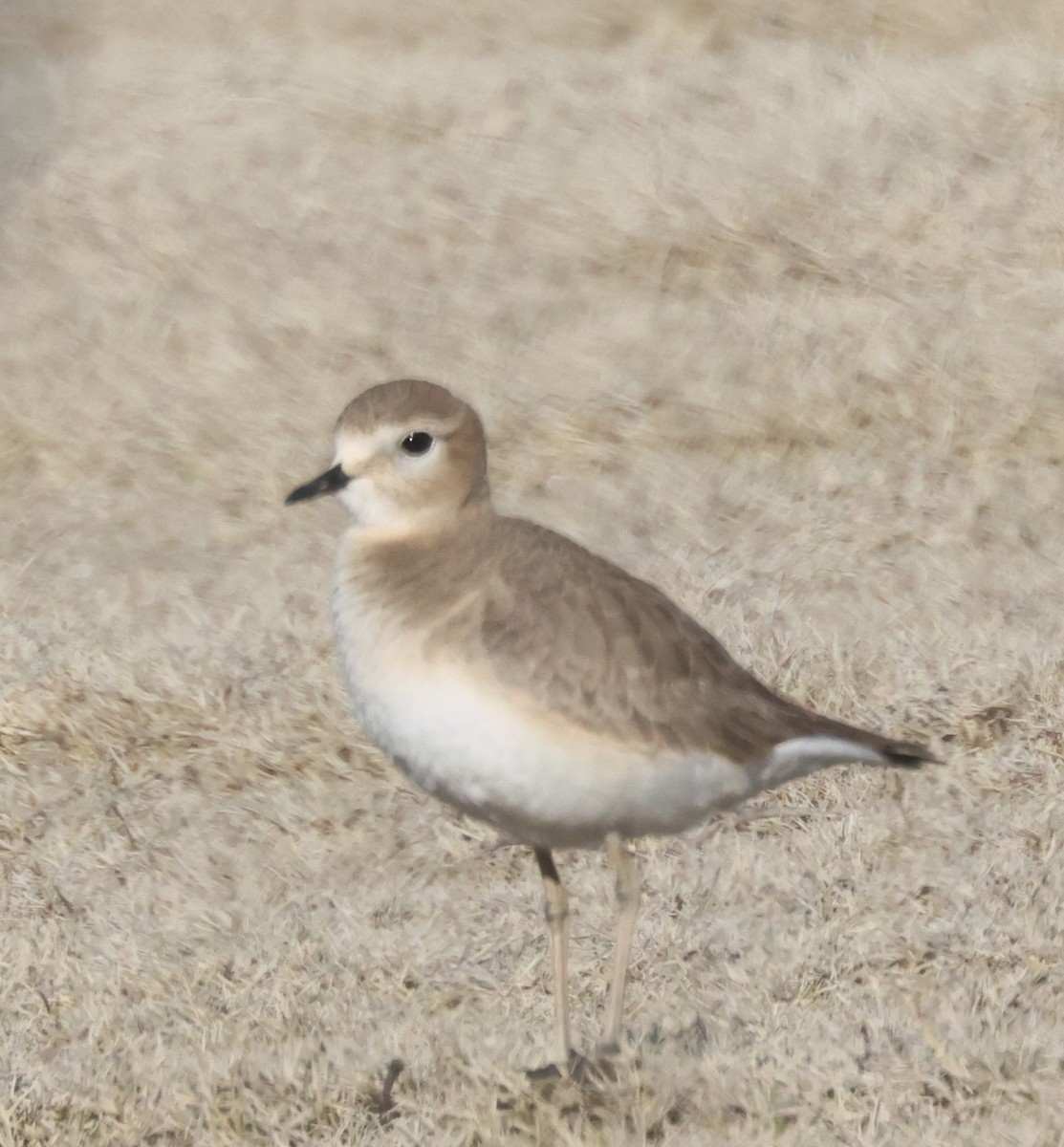 eBird Checklist - 27 Jan 2023 - Evergreen Turf Sod Farm--Tweedy/Pretzer ...