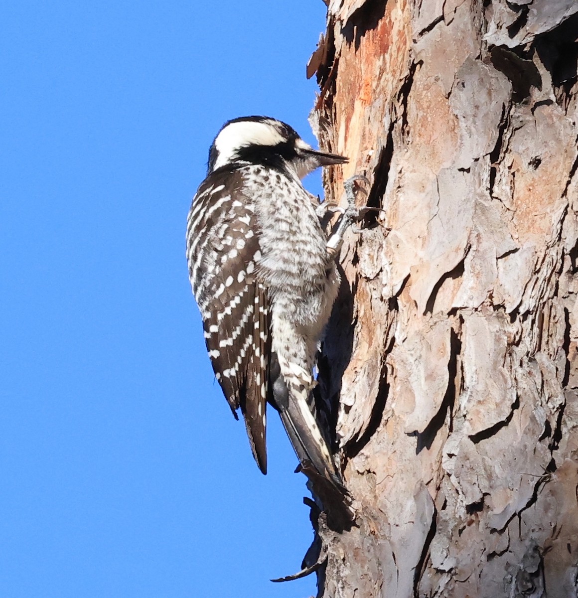 eBird Checklist - 27 Jan 2023 - Tall Timbers Research Station - 33 species