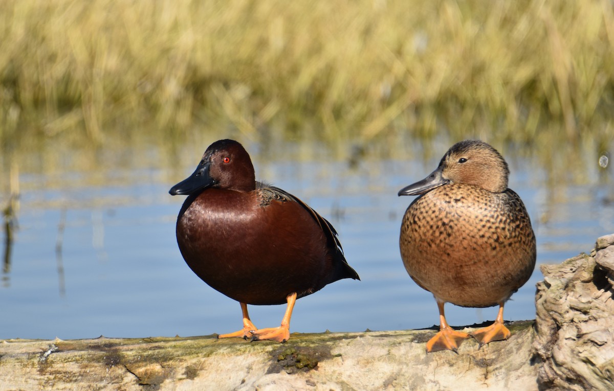 eBird Checklist - 27 Jan 2023 - Merced NWR--parking and observation ...