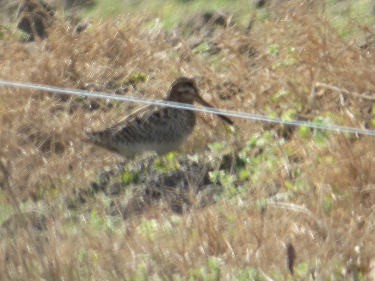 eBird Checklist - 27 Jan 2023 - Donnelley WMA (partial fall and winter ...