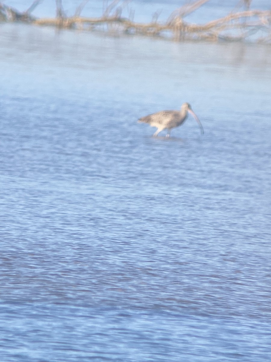 eBird Checklist - 24 Jan 2023 - Shoalhaven Heads Inlet - 19 species